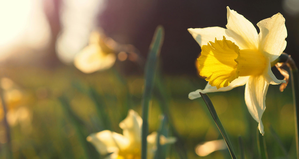 Daffodil on St. David's day: A symbolic emblem of Wales - Croeso Pubs
